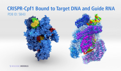 CRISPR-Cpf1 Bound to Guide RNA and Target DNA - Biologic Models