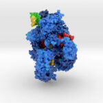 Home - Biologic Models