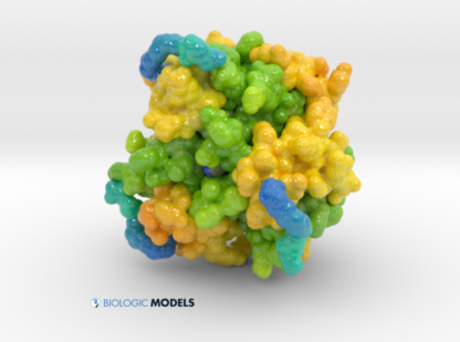 Hormone - Biologic Models