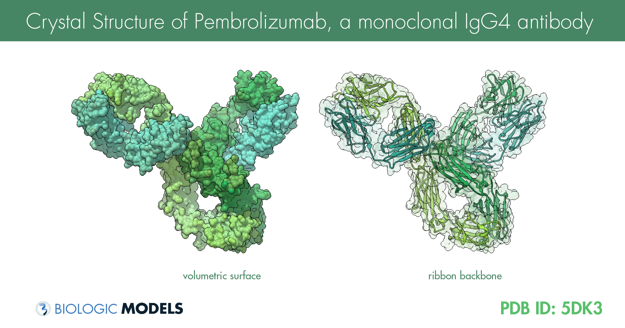 Monoclonal IgG4 Antibody bound to PD1 - Biologic Models