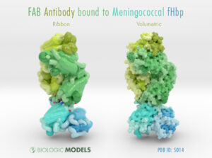 FAB Antibody bound to Meningococcal fHbp - Biologic Models