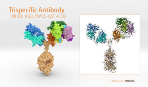 Oncology Archives - Biologic Models