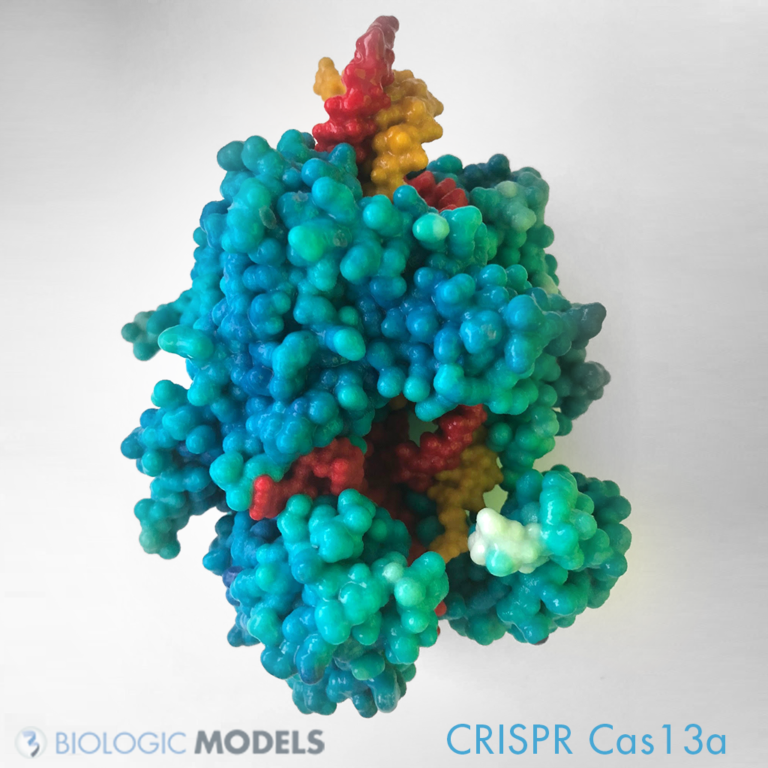 CRISPR-Cas13a - Biologic Models