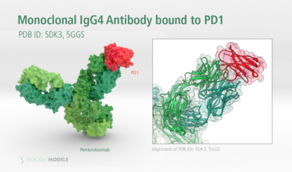 Monoclonal IgG4 Antibody bound to PD1 - Biologic Models