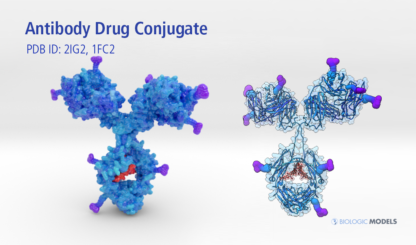 Antibody Drug Conjugate - Biologic Models