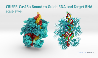 CRISPR-Cas13a Bound to Guide RNA and Target RNA - Biologic Models