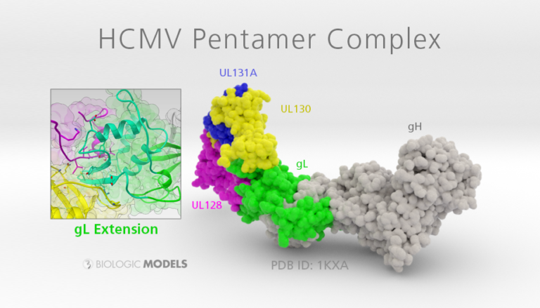 Human Cytomegalovirus HCMV - Biologic Models