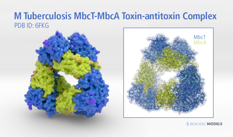 M Tuberculosis Toxin-antitoxin Complex - Biologic Models