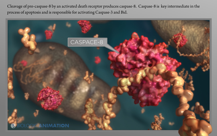 Illustrations - Biologic Models