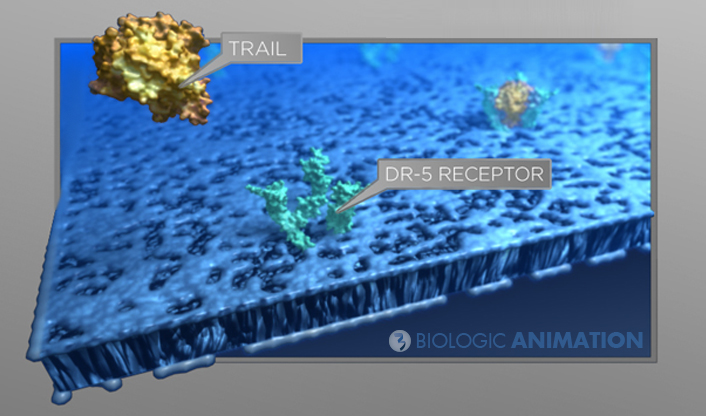 Illustrations - Biologic Models