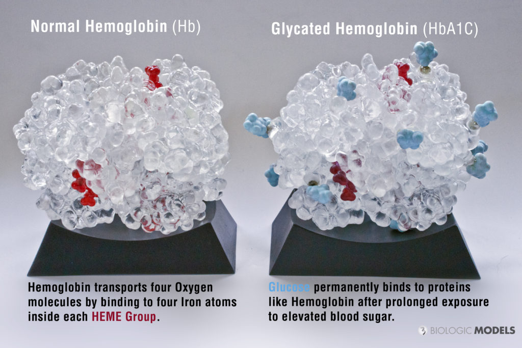 Glycated Hemoglobin HbA1c Biologic Models