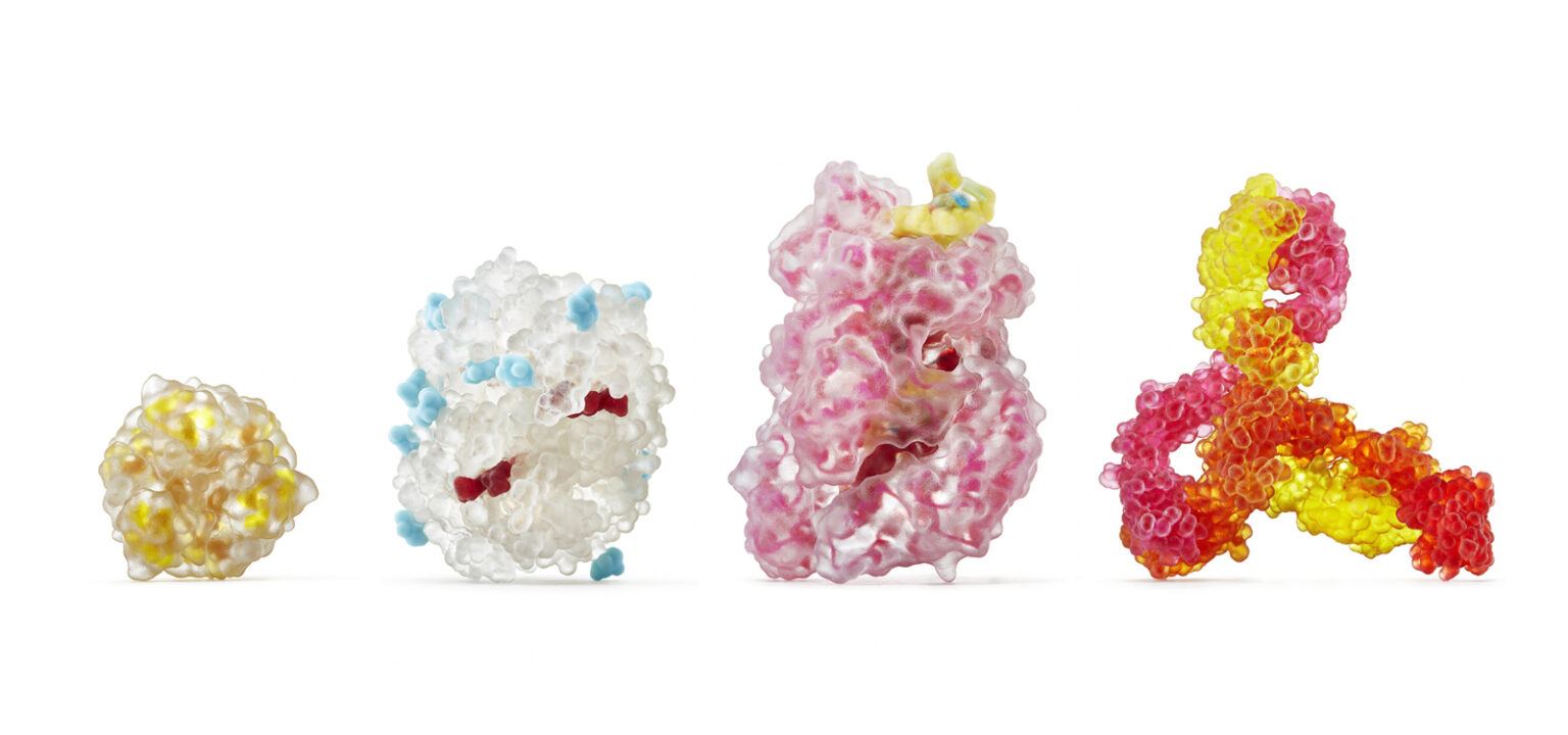 3D Print Request - Biologic Models