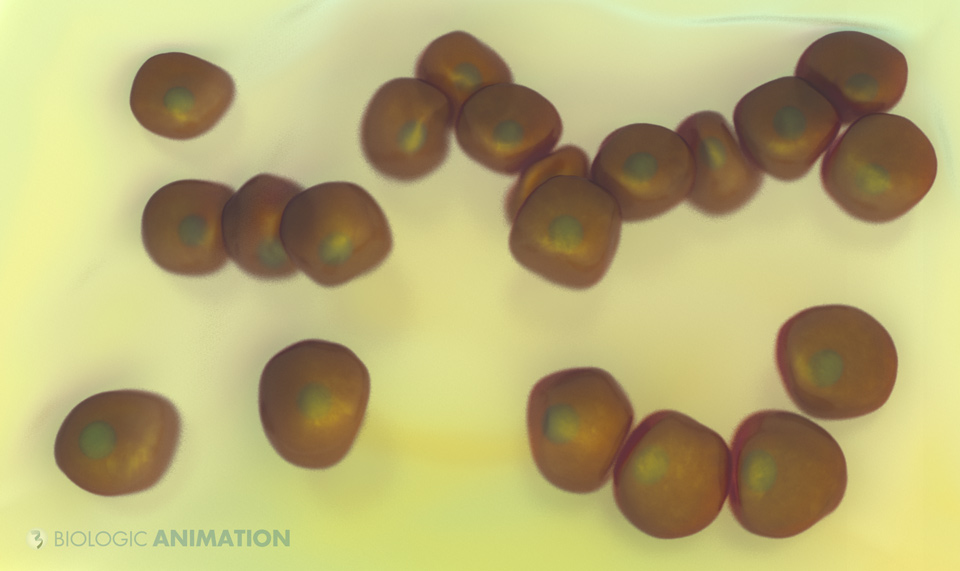 Illustrations - Biologic Models