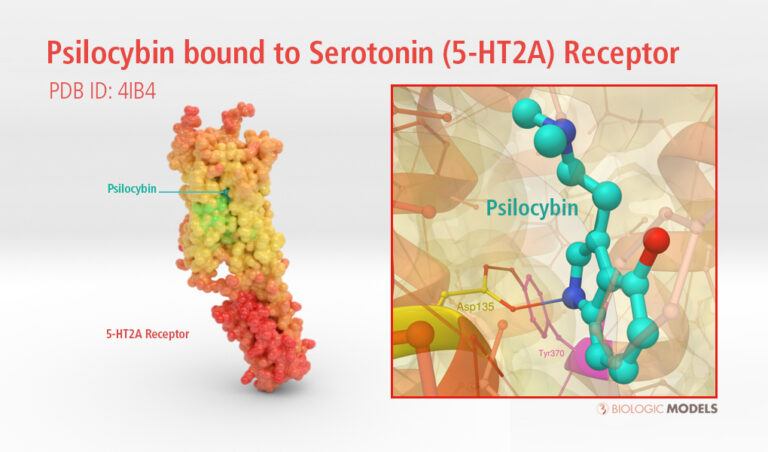 Psilocybin bound to Serotonin Receptor - Biologic Models