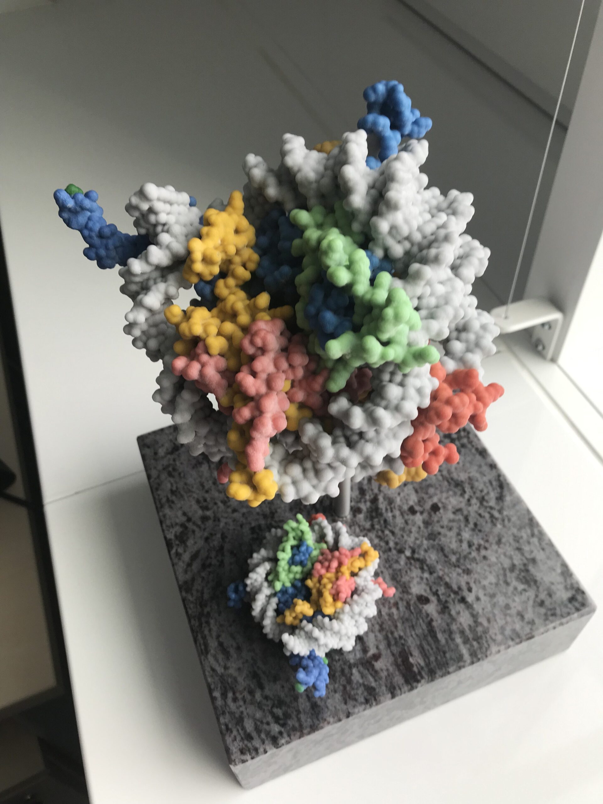 Sizes - Biologic Models