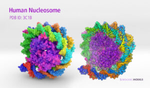 Nucleosome - Biologic Models