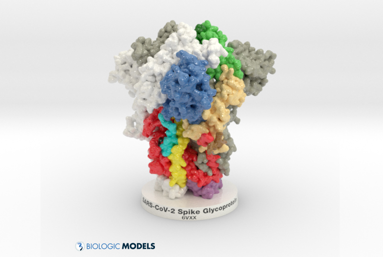 Blog - Biologic Models