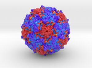 Poliovirus Type 2 1EAH - Biologic Models