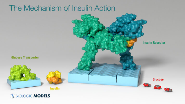 Home - Biologic Models